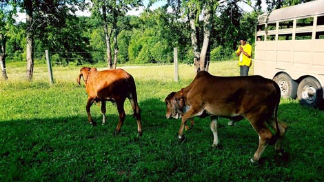 ISKCON Prabhupada Village Cow Protection Go-Seva