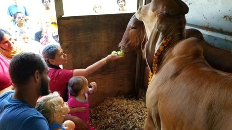 ISKCON Prabhupada Village Cow Protection Go-Seva
