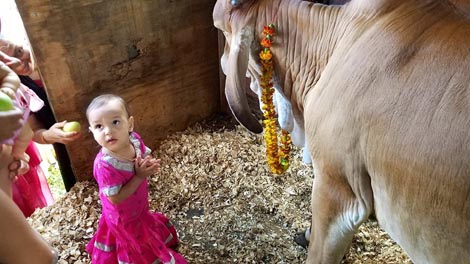 ISKCON Prabhupada Village Cow Protection Go-Seva