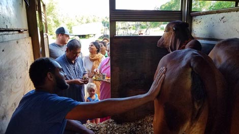 ISKCON Prabhupada Village Cow Protection Go-Seva
