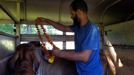 ISKCON Prabhupada Village Cow Protection Go-Seva