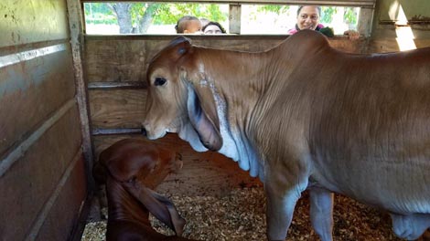ISKCON Prabhupada Village Cow Protection Go-Seva
