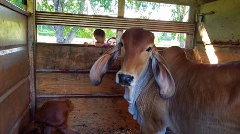 ISKCON Prabhupada Village Cow Protection Go-Seva