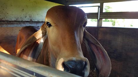 ISKCON Prabhupada Village Cow Protection Go-Seva