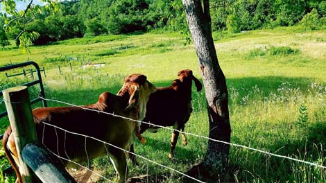 ISKCON Prabhupada Village Cow Protection Go-Seva