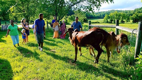 ISKCON Prabhupada Village Cow Protection Go-Seva
