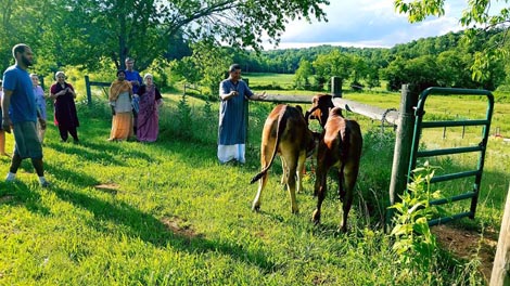 ISKCON Prabhupada Village Cow Protection Go-Seva