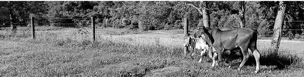 ISKCON Prabhupada Village Cow Protection Go-Seva