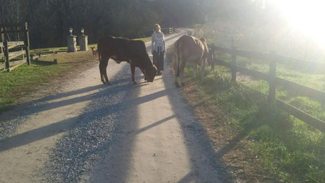 ISKCON Prabhupada Village Cow Protection Go-Seva