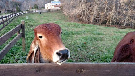 ISKCON Prabhupada Village Cow Protection Go-Seva