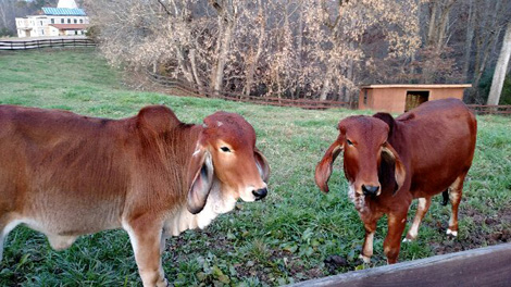 ISKCON Prabhupada Village Cow Protection Go-Seva