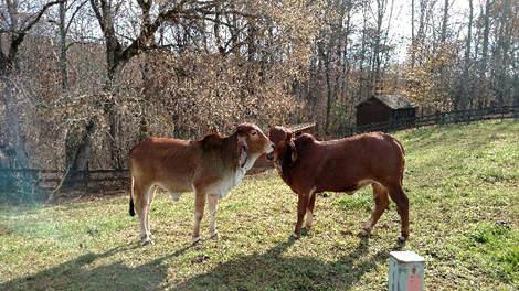 ISKCON Prabhupada Village Cow Protection Go-Seva